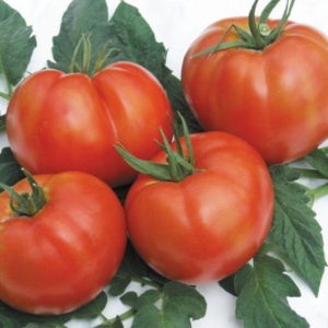 Seminte de Rosii Rila F1 – 2500 seminte - Magazin agricol online